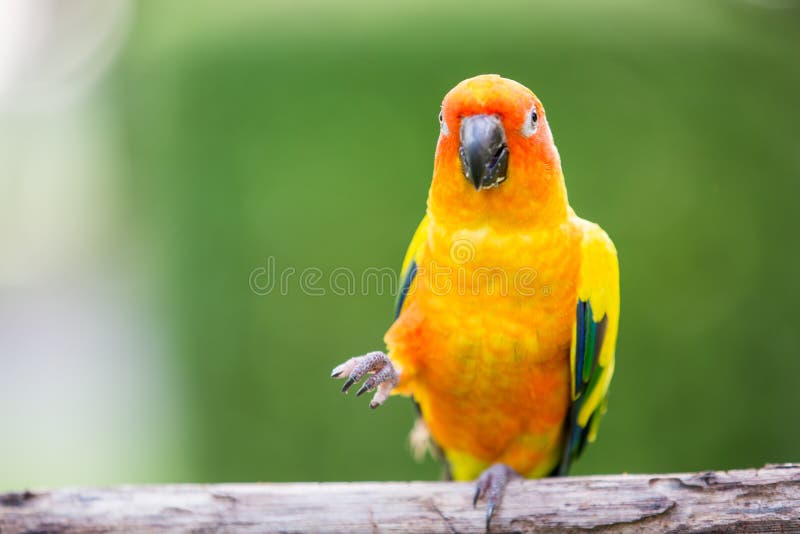Colorful Yellow Parrot, Sun Conure Stock Photo - Image of parrot ...