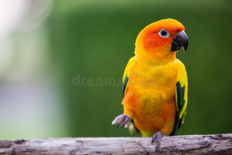 Colorful Yellow Parrot, Sun Conure Stock Photo - Image of nature ...