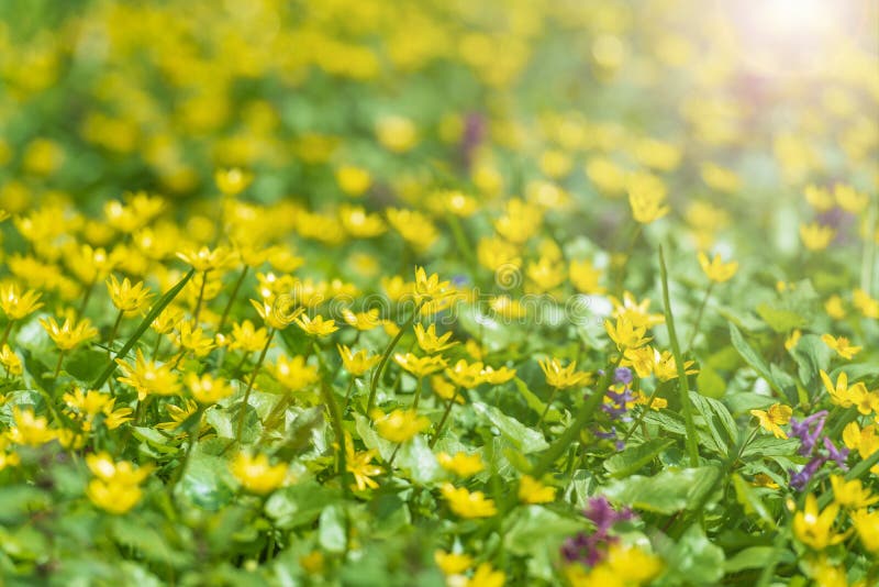 Colorful Yellow Spring Flowers Stock Image - Image of floral, herb ...
