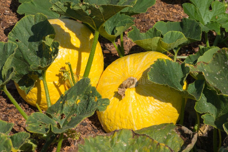 Colorful Yellow Squash in the Garden Stock Image - Image of gourd ...