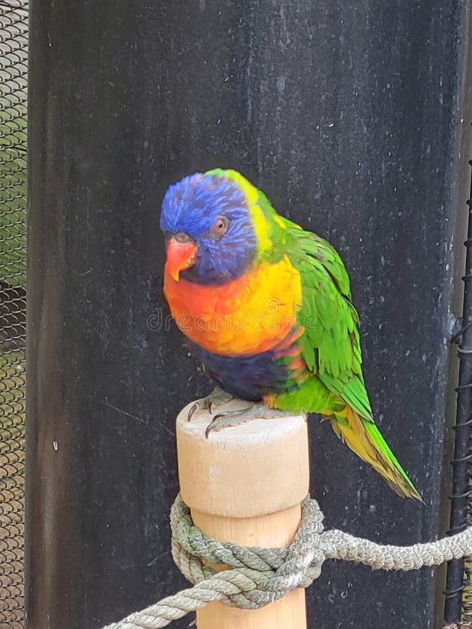 Colorful zoo bird stock image. Image of beautiful, bright - 235330977