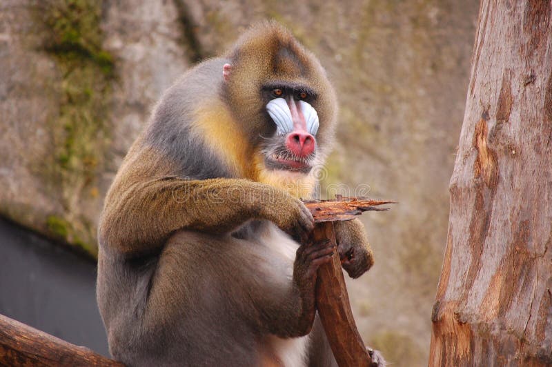 Colorfull Ape Stock Photos - Free & Royalty-Free Stock Photos from ...