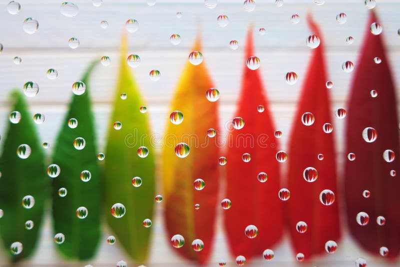 Colorfull autumn leaves stock image. Image of yellow - 78518263