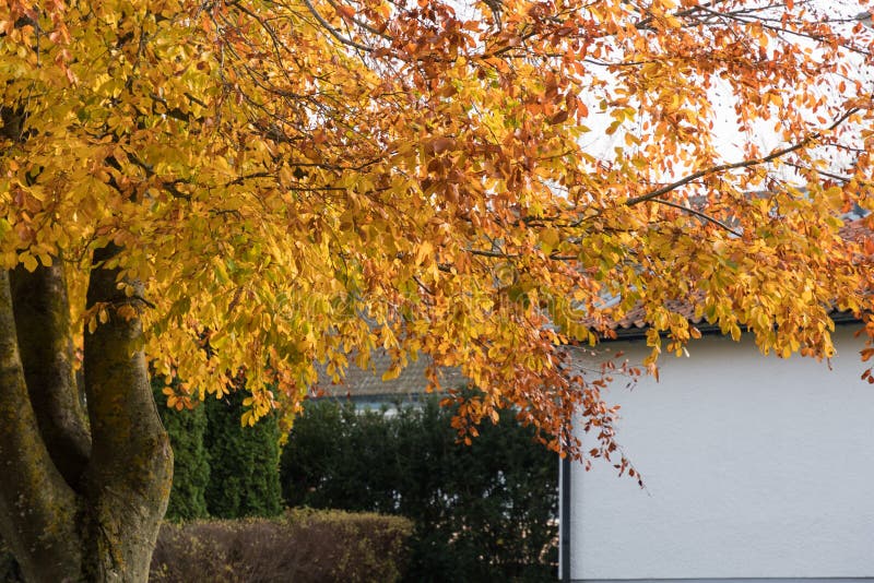 Colorfull beech tree stock image. Image of fall, autumn - 103812387