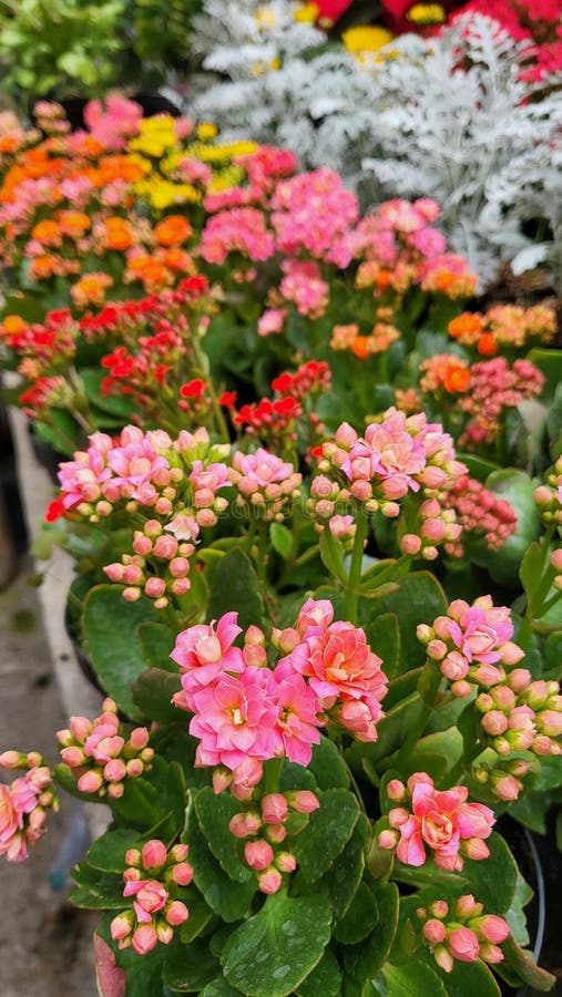 Cipanas Farm Stock Photos - Free & Royalty-Free Stock Photos from ...