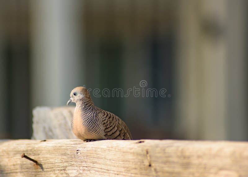 Colorfull blue faced bird stock photo. Image of japanese - 199588812