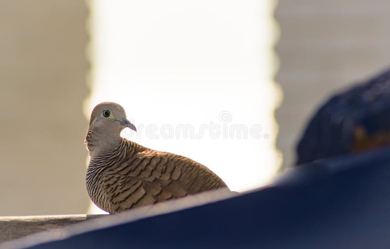 Colorfull blue faced bird stock image. Image of countryside - 199588821