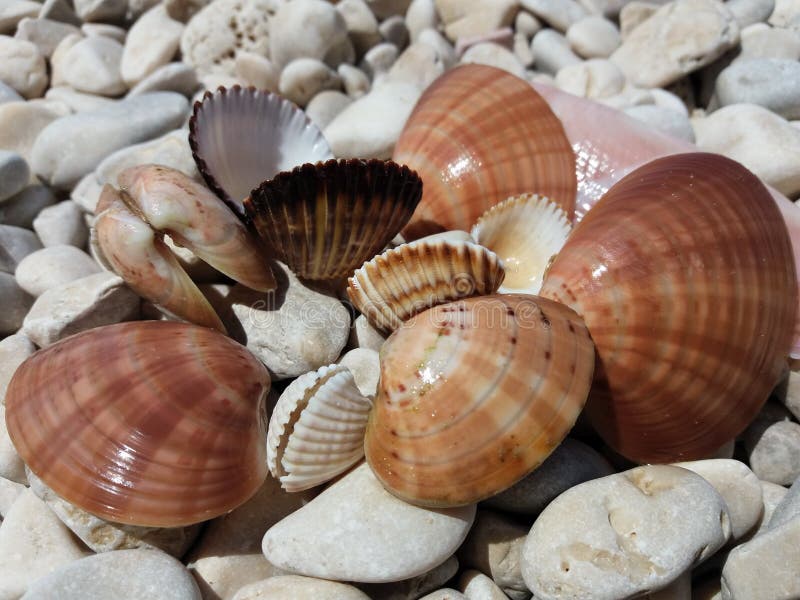 Collection of Seashells Picked Up in the Adriatic Sea Stock Photo ...