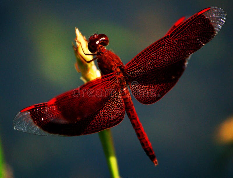 Colorfull dragonfly stock photo. Image of island, nature - 12371862