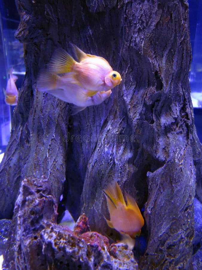 Colorfull Et Beaux Poissons De Corail Dans L'eau Bleue Photo stock ...