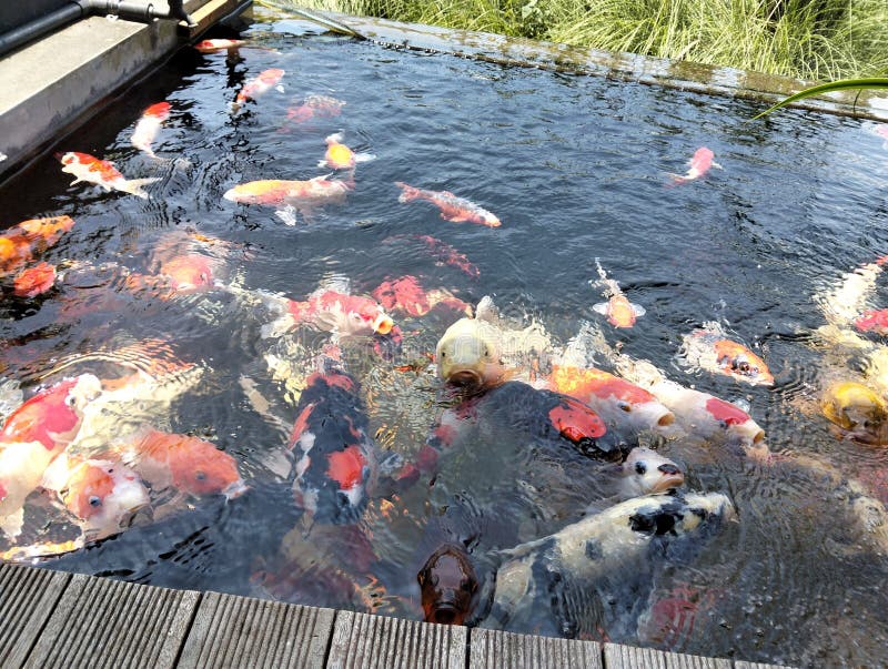 Colorfull Fish in the Bright Morning Stock Image - Image of boat ...