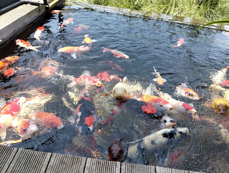 Colorfull Fish in the Bright Morning Stock Image - Image of boat ...
