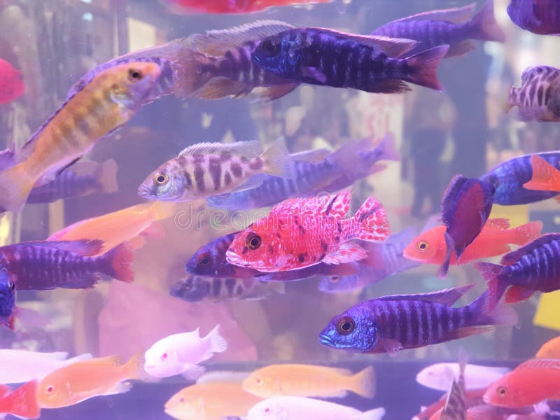 Colorfull Fish in the Glass Tank Stock Image - Image of tank, cool ...