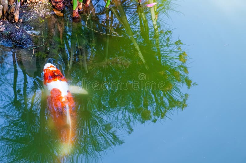 Colorfull Fish Swimming in Pond Stock Photo - Image of colorful ...