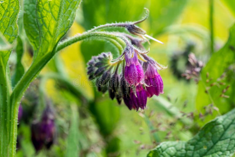 Colorfull Flowers in Full Bloom during Springtime Stock Image - Image ...