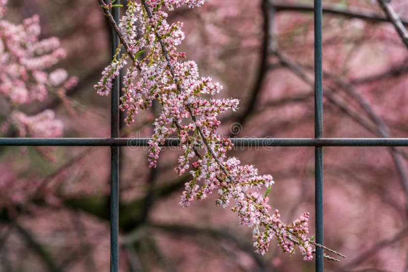 Colorfull Flowers in Full Bloom during Springtime Stock Image - Image ...