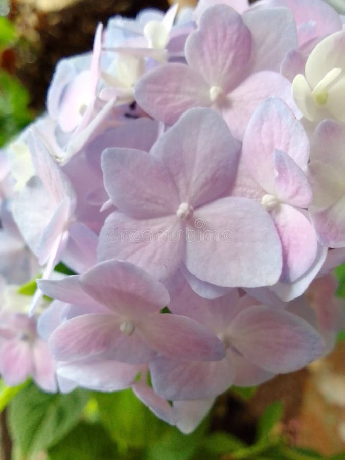 Colorfull of Hydrangea Pink Stock Photo - Image of purple, beautiful ...