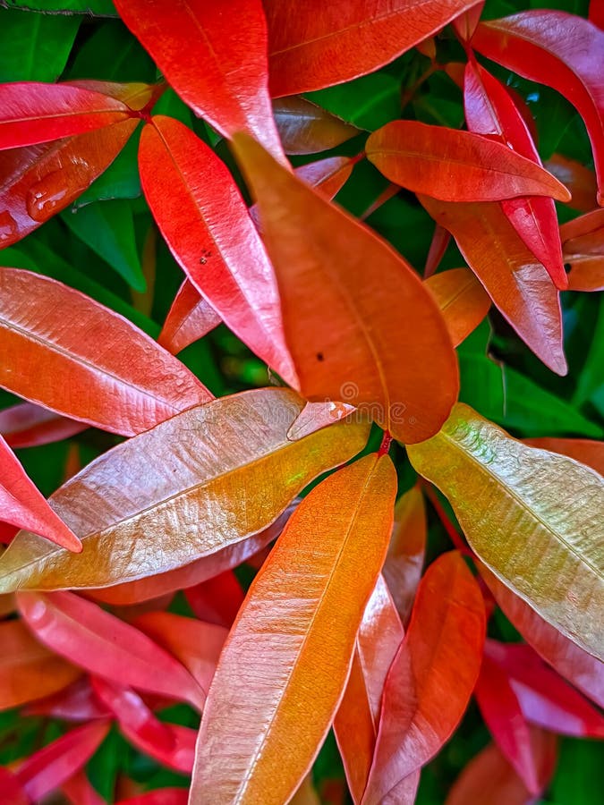 Colorfull Leaf Pattern with Macro Angle Photo Stock Image - Image of ...