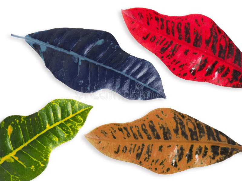 Colorfull Leaf on White Isolated Stock Image - Image of wallpaper ...