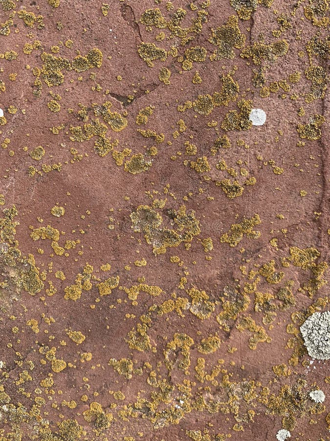 Colorfull Moss on the Stone Photo Texture Stock Image - Image of bushy ...