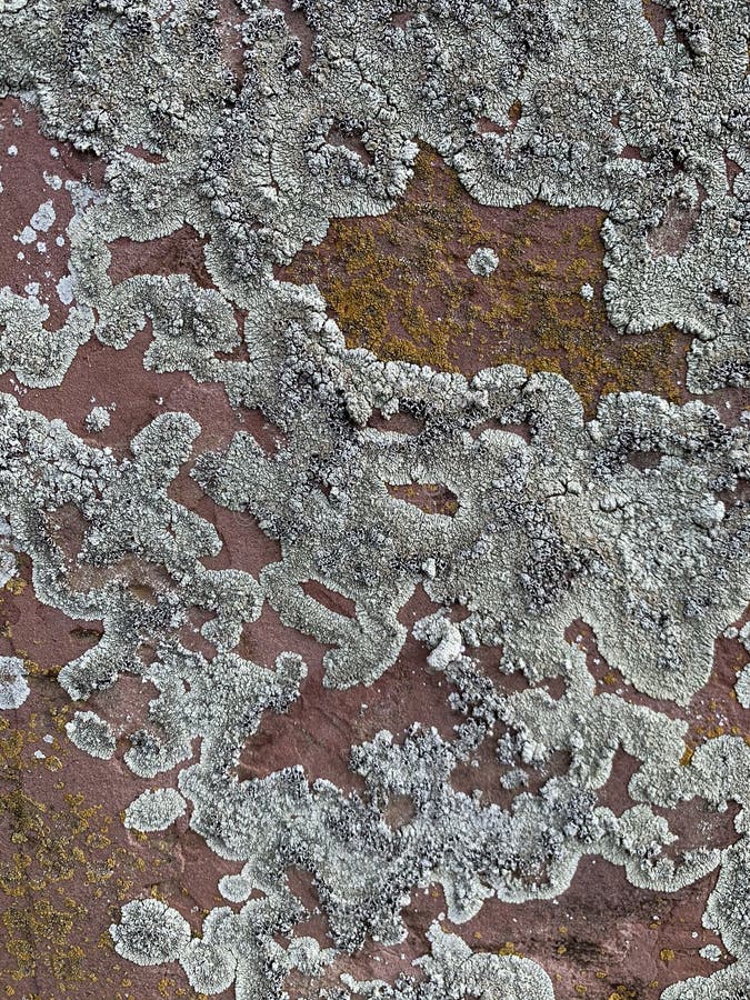 Colorfull Moss on the Stone Photo Texture Stock Image - Image of crack ...