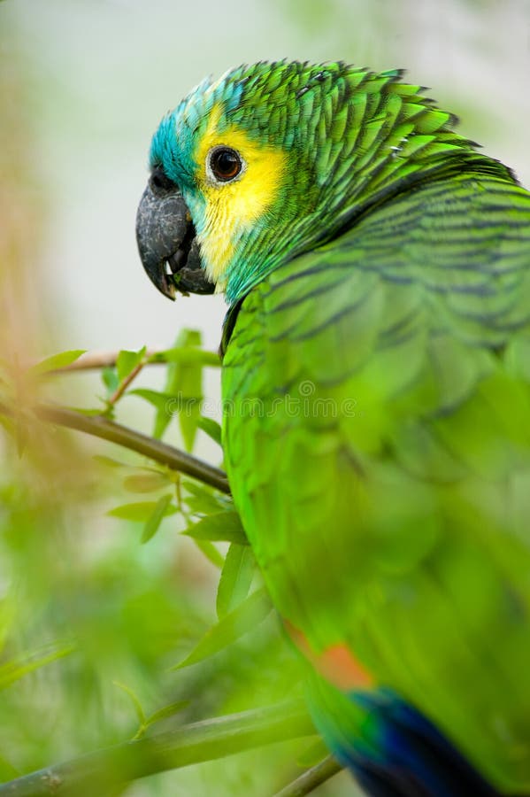 Colorfull Parrot stock image. Image of beautiful, closeup - 11939375