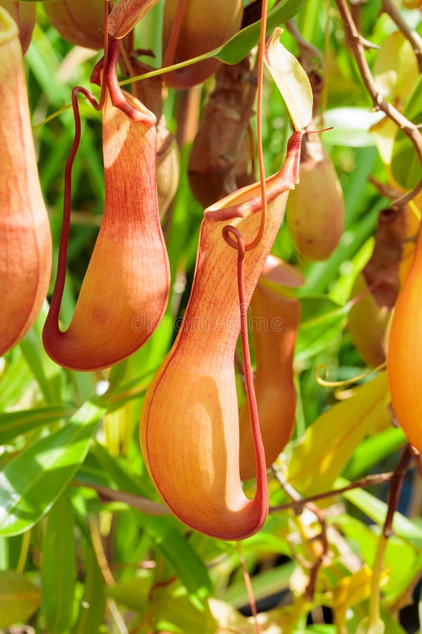 Pitcher Plants, Carnivorous Plant on a Tree Stock Image - Image of ...