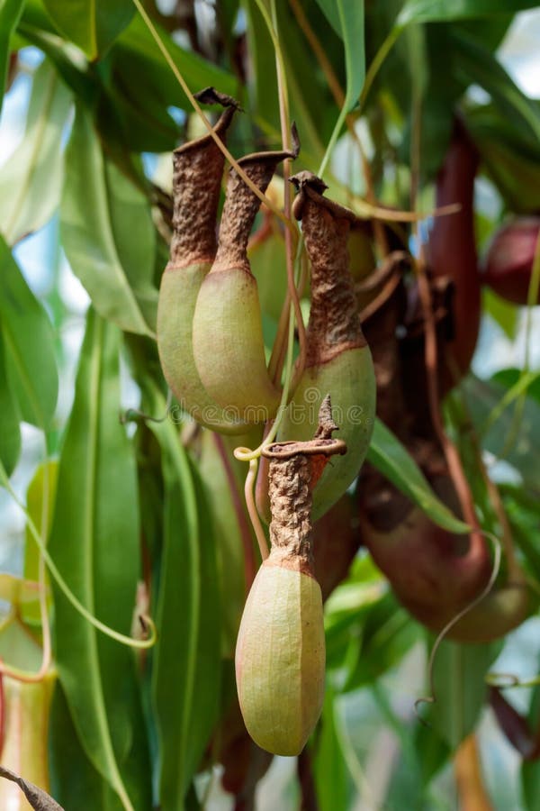 Pitcher Plants, Carnivorous Plant on a Tree Stock Image - Image of ...