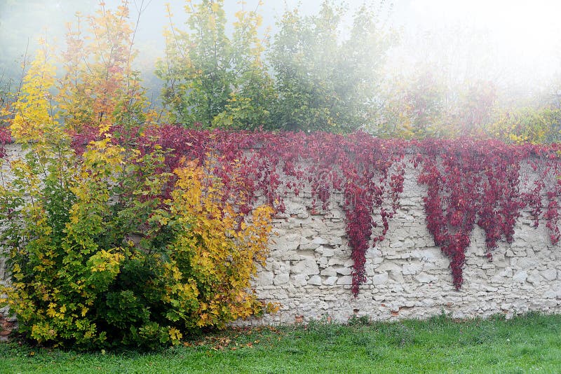 Colorfull Plants Shrubs and Bushes at the Fall. Stock Photo - Image of ...