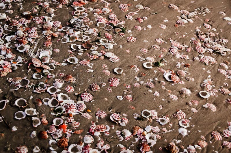 Colorfull Sea Shells Sand Board Stock Photo - Image of relaxation ...