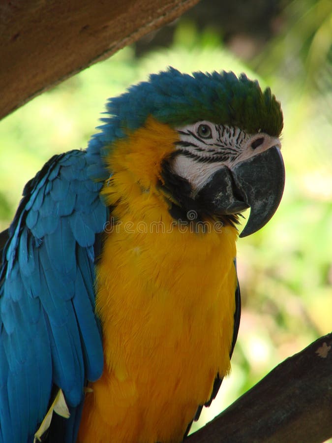 A Parrots Bird Standing on the Tree Stock Image - Image of parrots ...