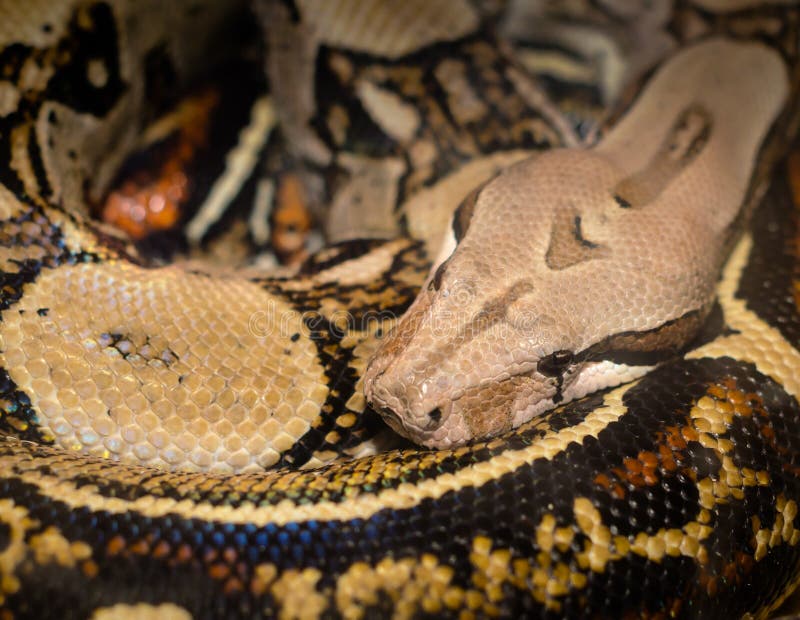 Snake Python Boa Curled in Rings Stock Image - Image of reptiles ...