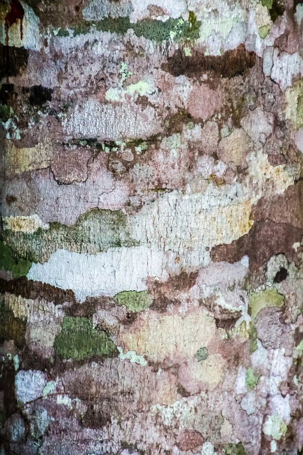 Tree Bark Textures stock image. Image of structure, abstract - 108964857