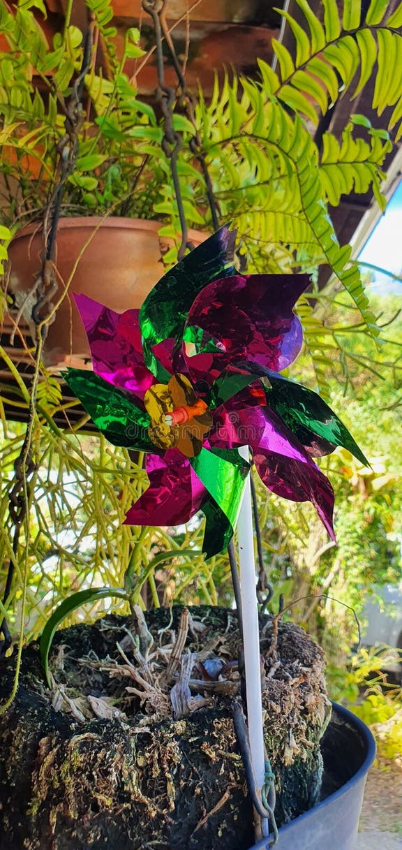 Colorfull Weaver vane stock photo. Image of flower, branch - 239273534