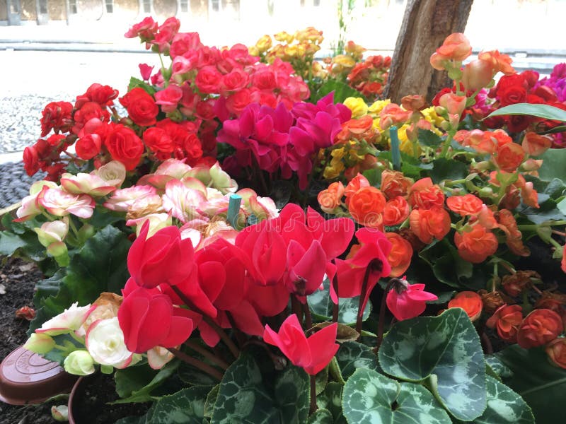 Colorfully flower stock image. Image of colorfully, flower - 135029259