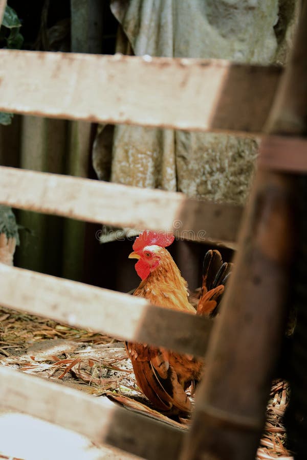 Colorido del pollo enano imagen de archivo. Imagen de pollo - 126437405
