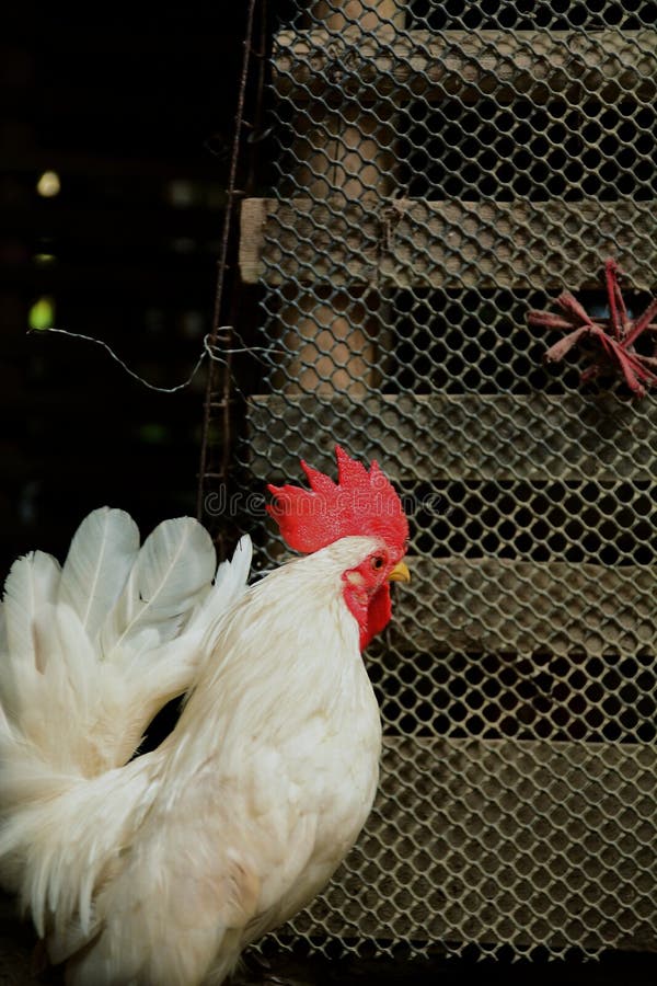 Colorido del pollo enano imagen de archivo. Imagen de poultry - 126437783