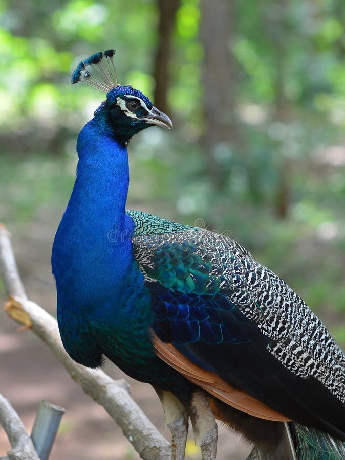 Colorido do pavão imagem de stock. Imagem de verde, azul - 40774437