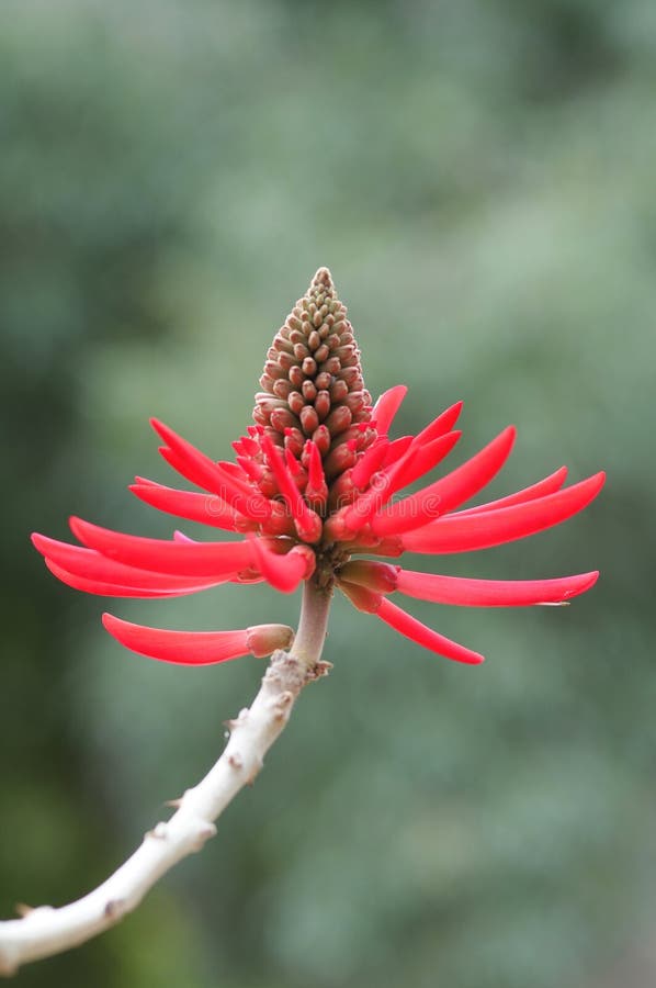 Colorin de Rojo stock image. Image of flower, nature - 13835995