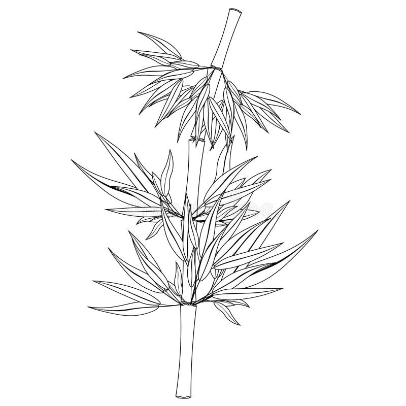 Bamboo Coloring Tree Printable Template Trees Getdrawings Sketch ...