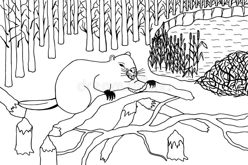 Coloring Book Beaver Nibbles A Tree Vector Stock Illustration Eps 10 Hand Drawing Stock