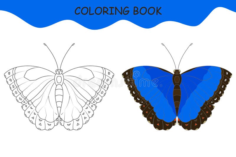 Morpho Peleid Stock Illustrations – 1 Morpho Peleid Stock Illustrations ...