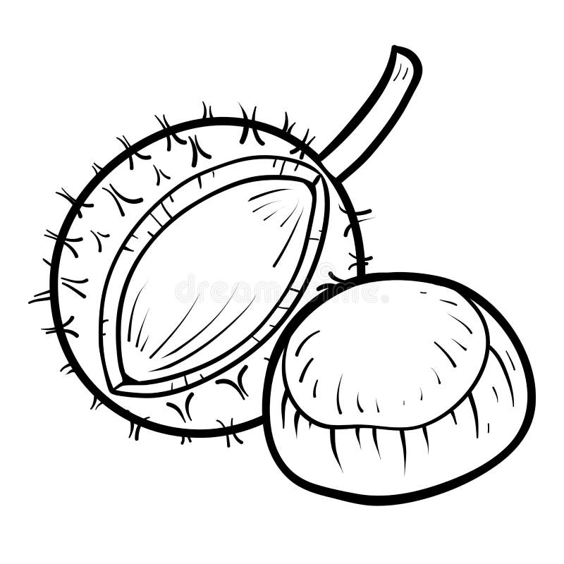 Coloring book, Chestnut stock vector. Illustration of coloring - 111201821