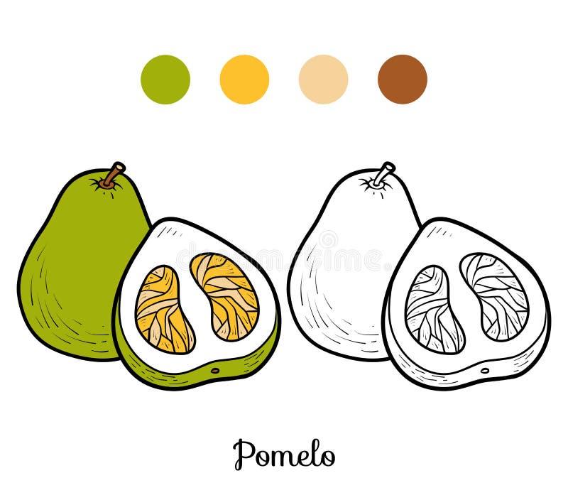 Coloring book, Pomelo stock vector. Illustration of coloring - 111202014
