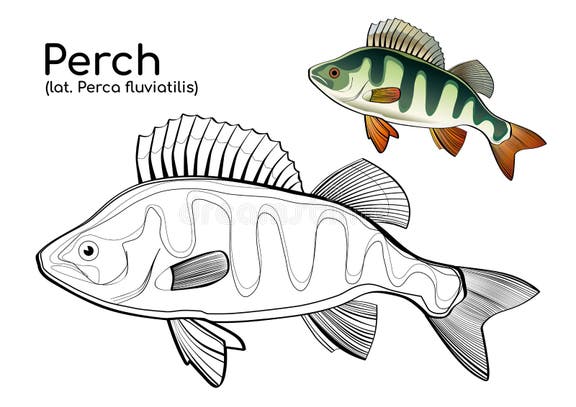Coloring Book with a Colored Example of Perch. Stock Illustration ...