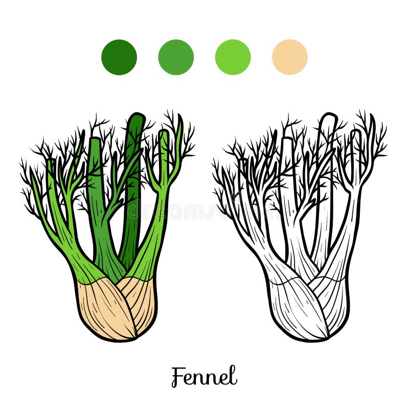 Fennel Coloring Stock Illustrations – 48 Fennel Coloring Stock ...