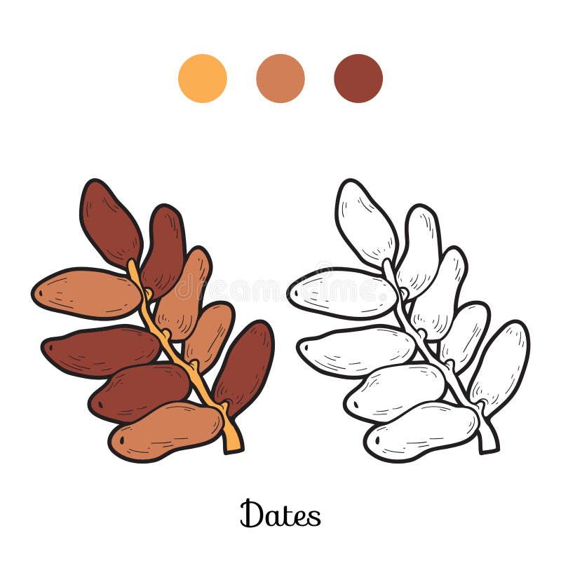 Tropical date palm. Vector stock vector. Illustration of travel - 28478083