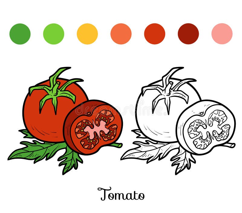 Coloring book, Tomato stock vector. Illustration of nature - 111202056