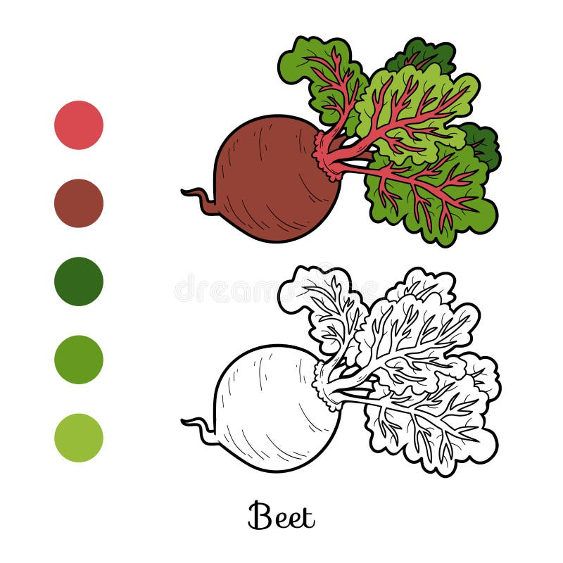 Coloring Book, Vegetables, Beet Stock Vector - Illustration of pink ...