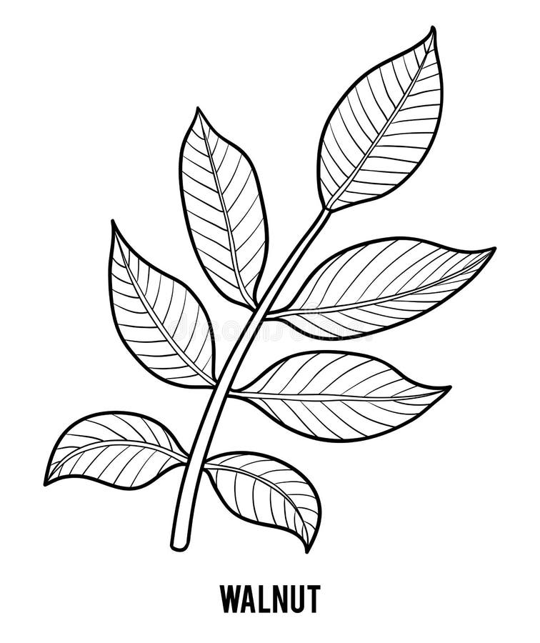 Kernel Walnut Stock Illustrations – 2,487 Kernel Walnut Stock ...